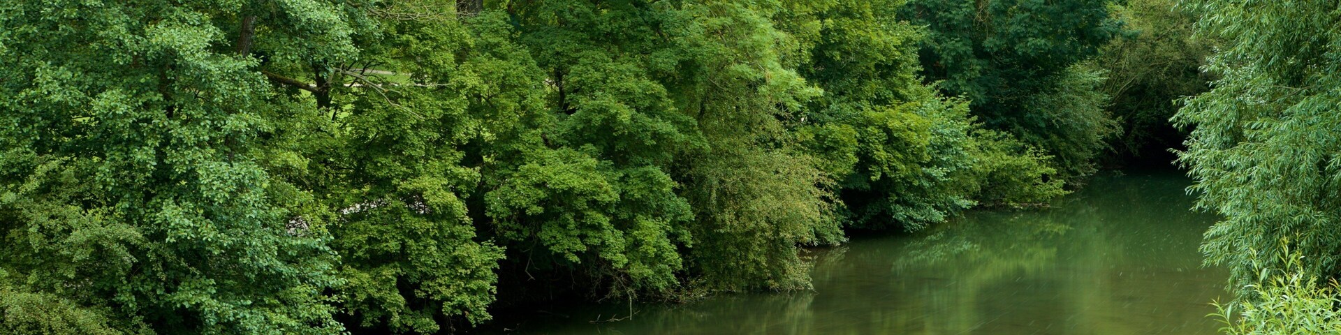 Um rio cercado por vegetação verde densa.