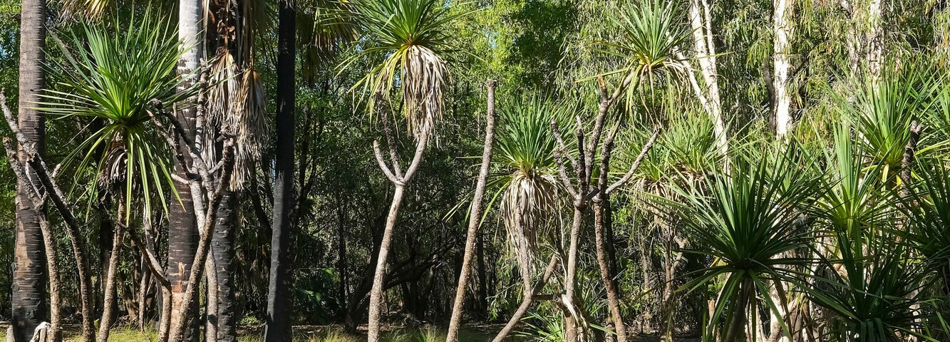 Reflexo nítido de árvores em águas calmas, rodeado por diversa vegetação.