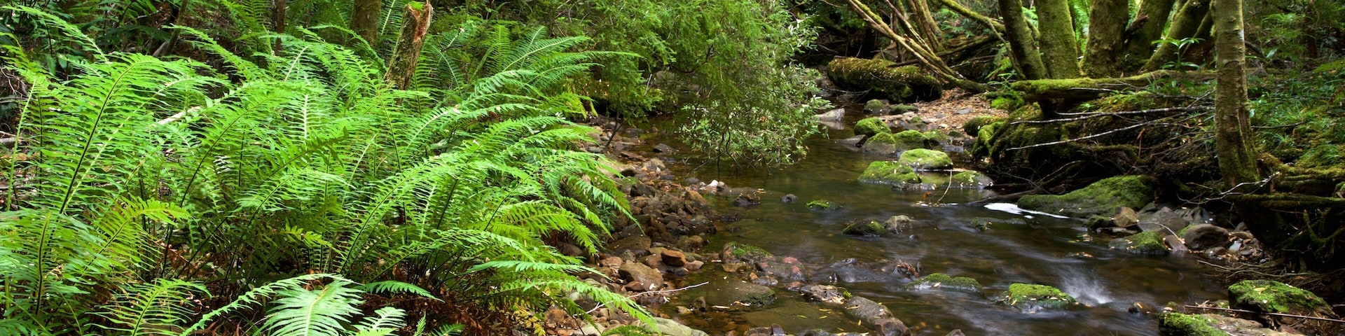 Queenstown que inclui um rio ou córrego e floresta tropical