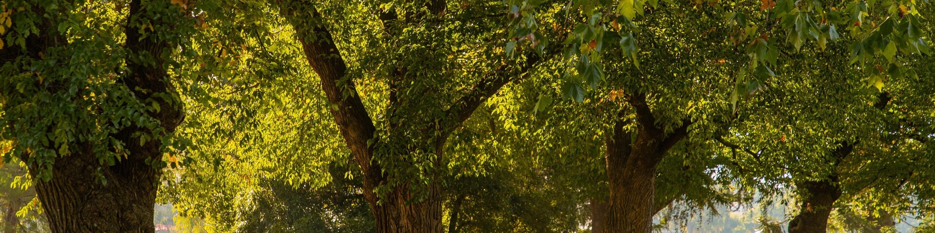 Benalla Botanic Gardens