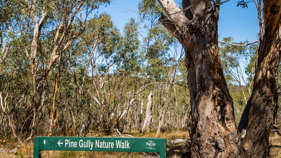Placa para a Trilha do Desfiladeiro Pine Gully, com árvores e um céu claro ao fundo.