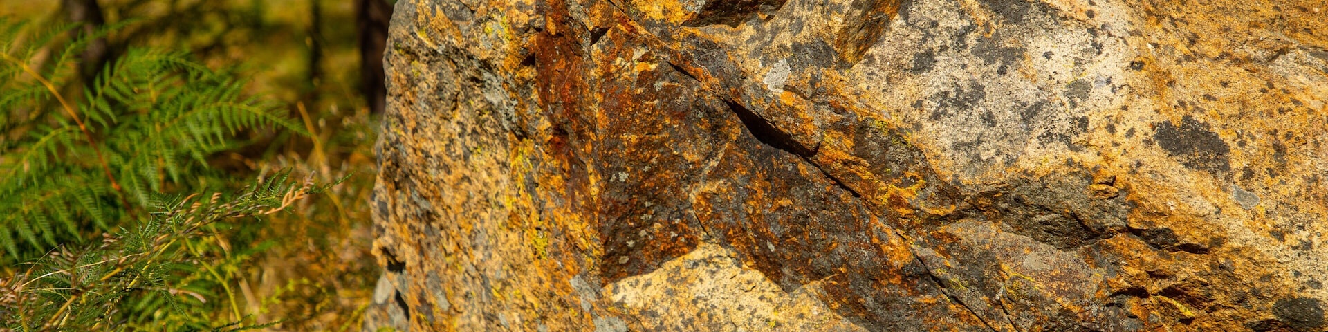 Warby Ovens National Park featuring tranquil scenes