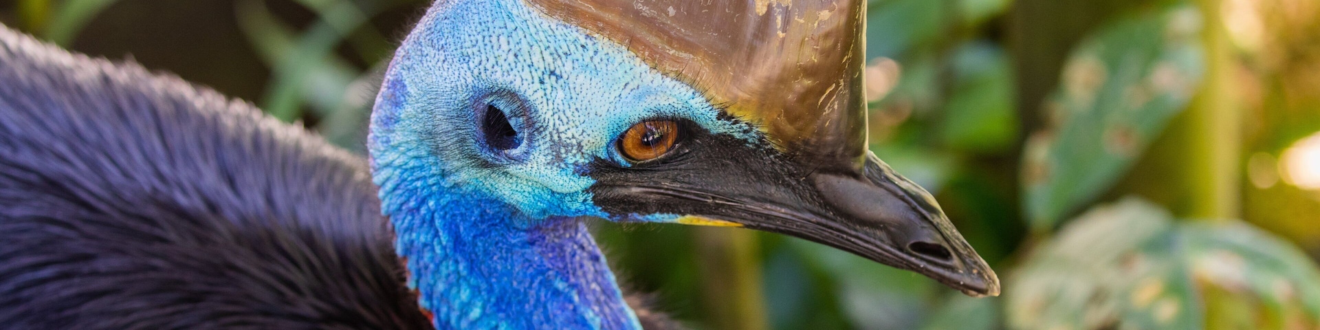 Birdworld Kuranda showing zoo animals and bird life