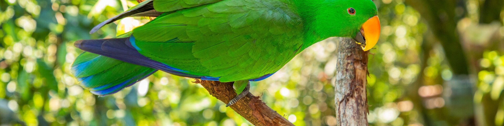 Birdworld Kuranda showing bird life