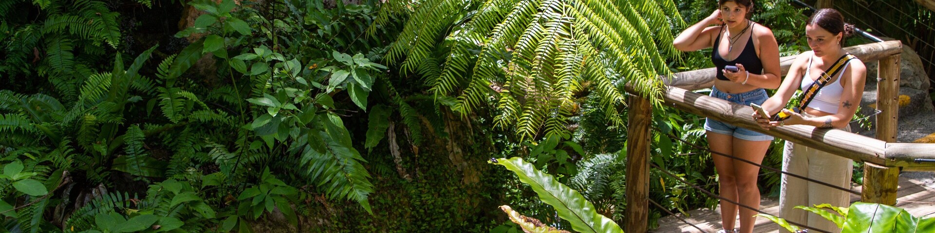 Australian Butterfly Sanctuary featuring forests as well as a couple