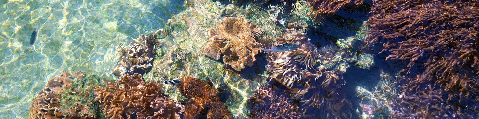 Daydream Island caracterizando vida marinha e recifes coloridos