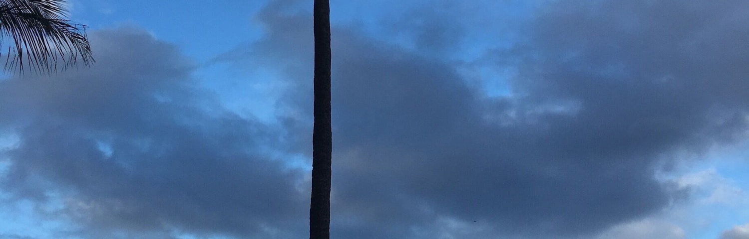 Had the bay to myself for an early morning run. Spotted a pod of dolphins feeding. Calm bay, snorkel our 100 yards to view the turtles at the reef!