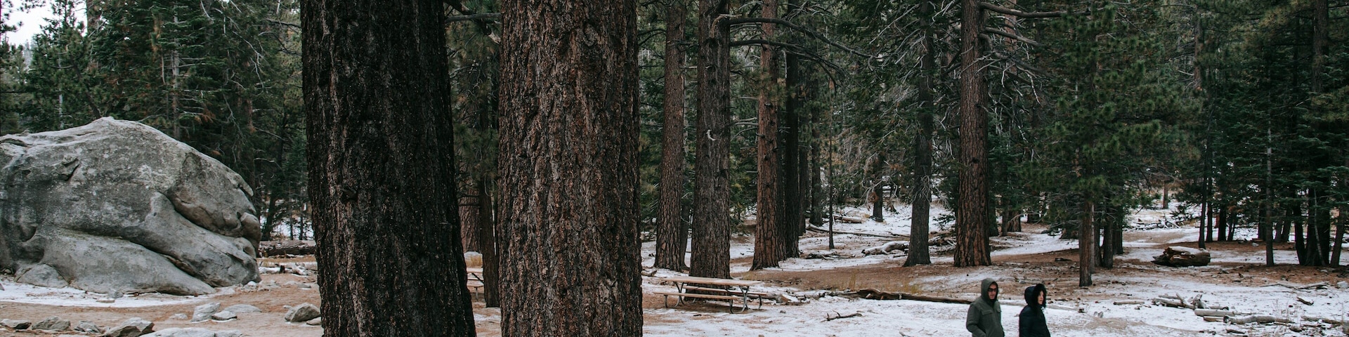 Mount San Jacinto State Park showing forests, snow and hiking or walking