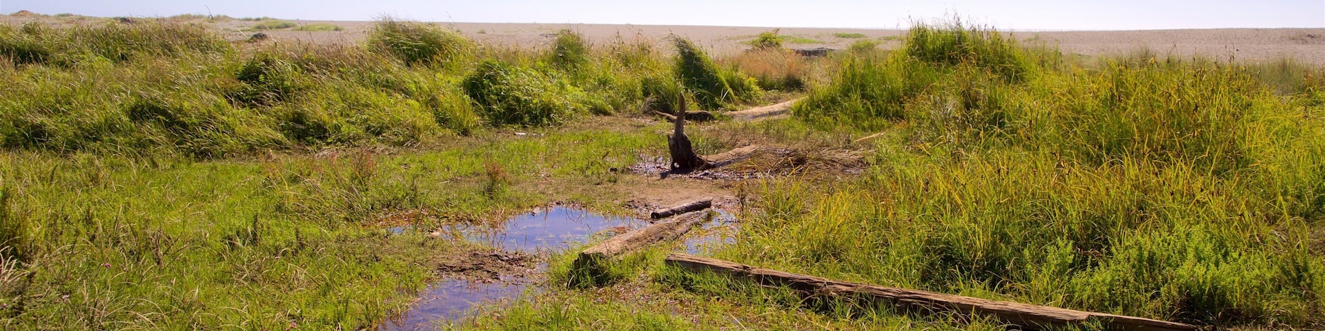 Gold Bluffs Beach which includes tranquil scenes