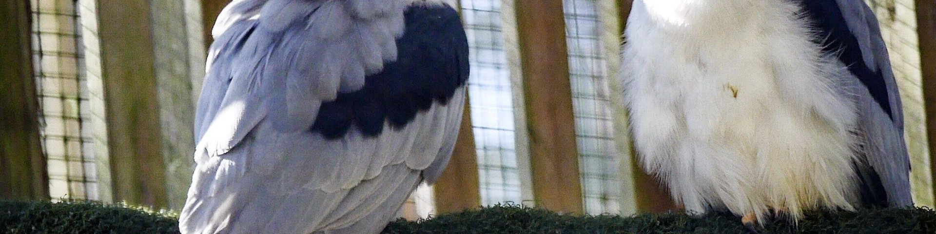 This cheerful pair is Anu and Dakini, a pair of White-tailed Kites. Their story is not a pretty one, but it does have a happy ending.  After a harrowing ordeal as youngsters, they were rescued and have been living and thriving at the Center for more than eight years.
http://www.eraptors.org/rr_whiteTailedKites.htm
