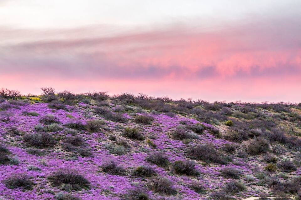 Paisagem acidentada com flores roxas e vegetação rala.