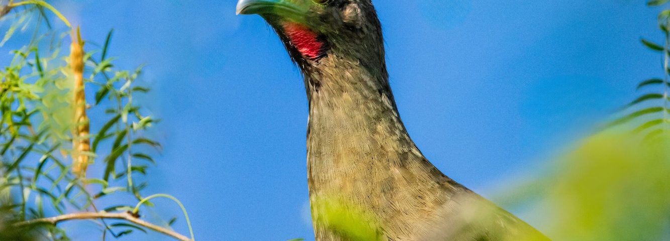 Um pássaro pousado num galho com um céu azul límpido ao fundo.