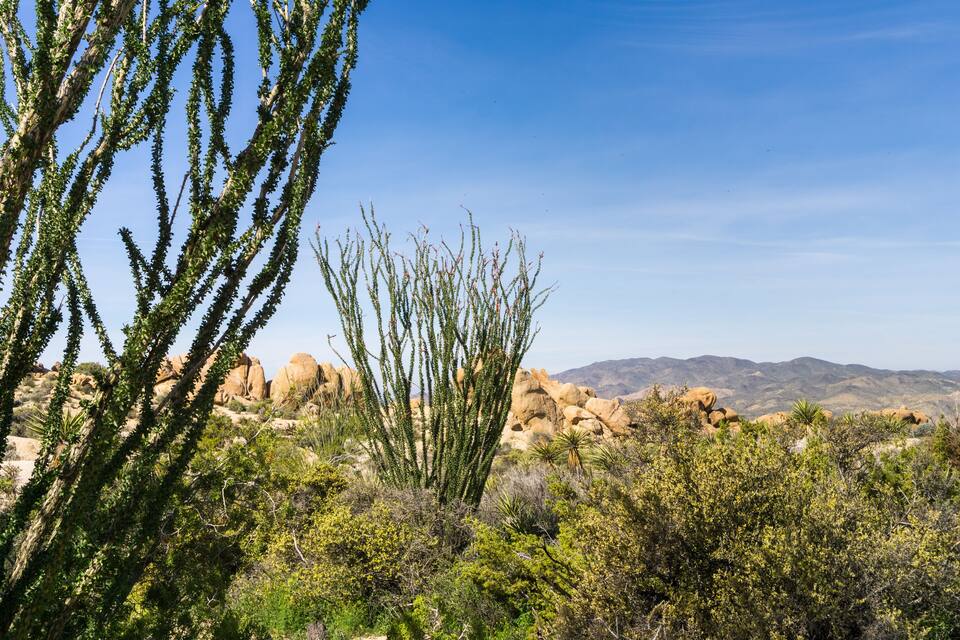 Paisagem desértica com cactos e formações rochosas.