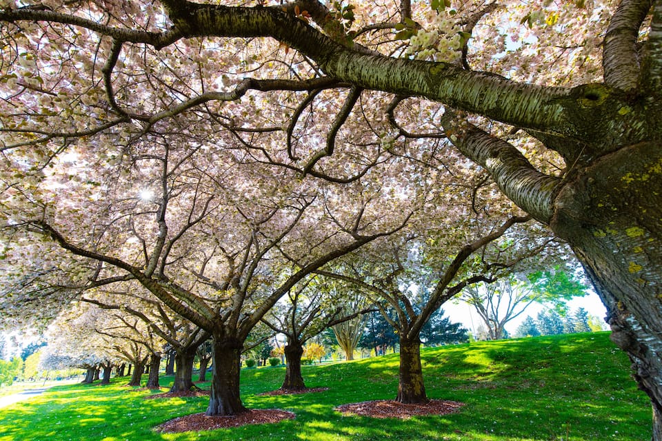 Um parque com cerejeiras em plena floração.