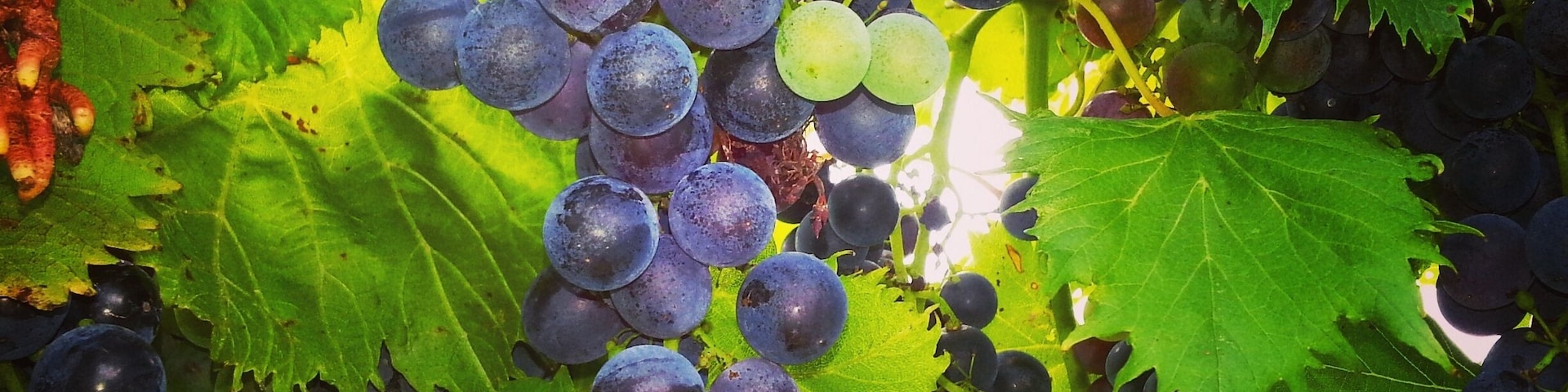 This is a small family owned winery outside of Kansas City MO.  Excellent wine and beautiful place.  I can spend hours there taking photo's of the vines! Oh and drinking wine!  :)