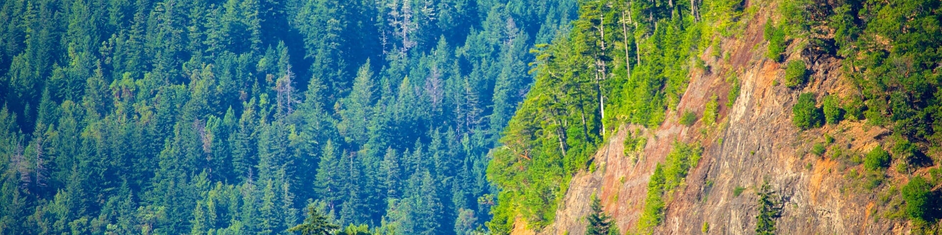 Olympic National Park which includes a lake or waterhole and forest scenes