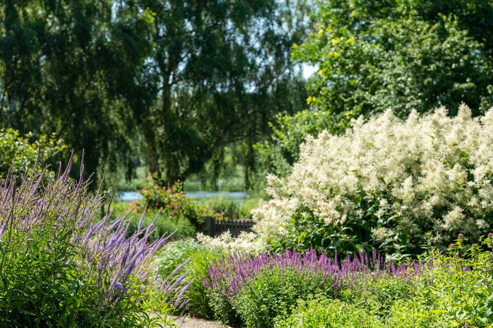 Um jardim com lavanda e plantas floridas brancas, um lago e árvores densas ao fundo.