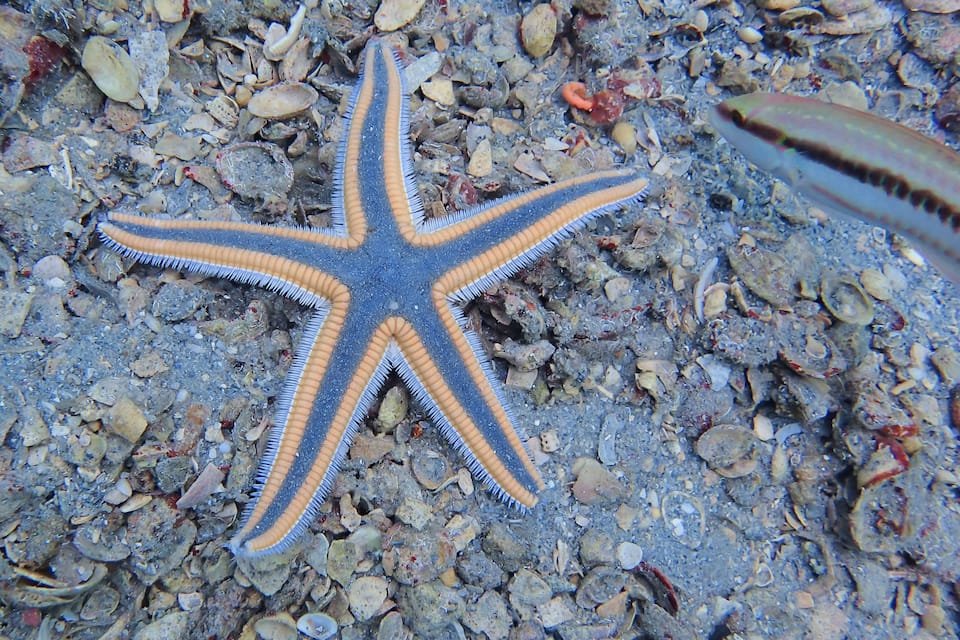 Uma estrela-do-mar em um leito rochoso.