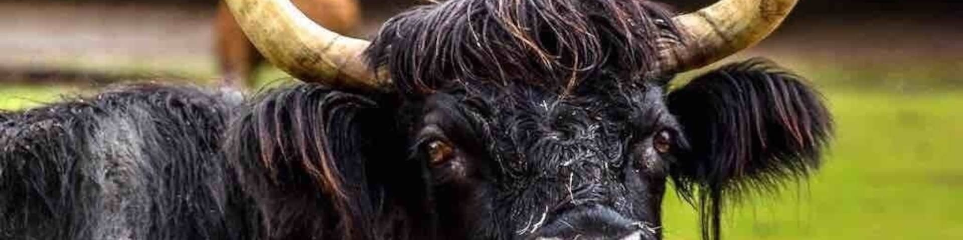 Small drive through animal “safari” - worth the detour if you’re in the area.