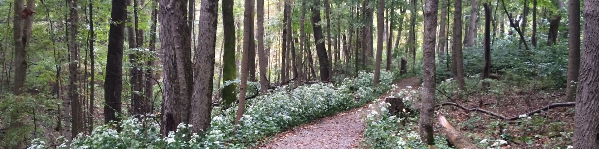 Rainy hike at Rowe Woods