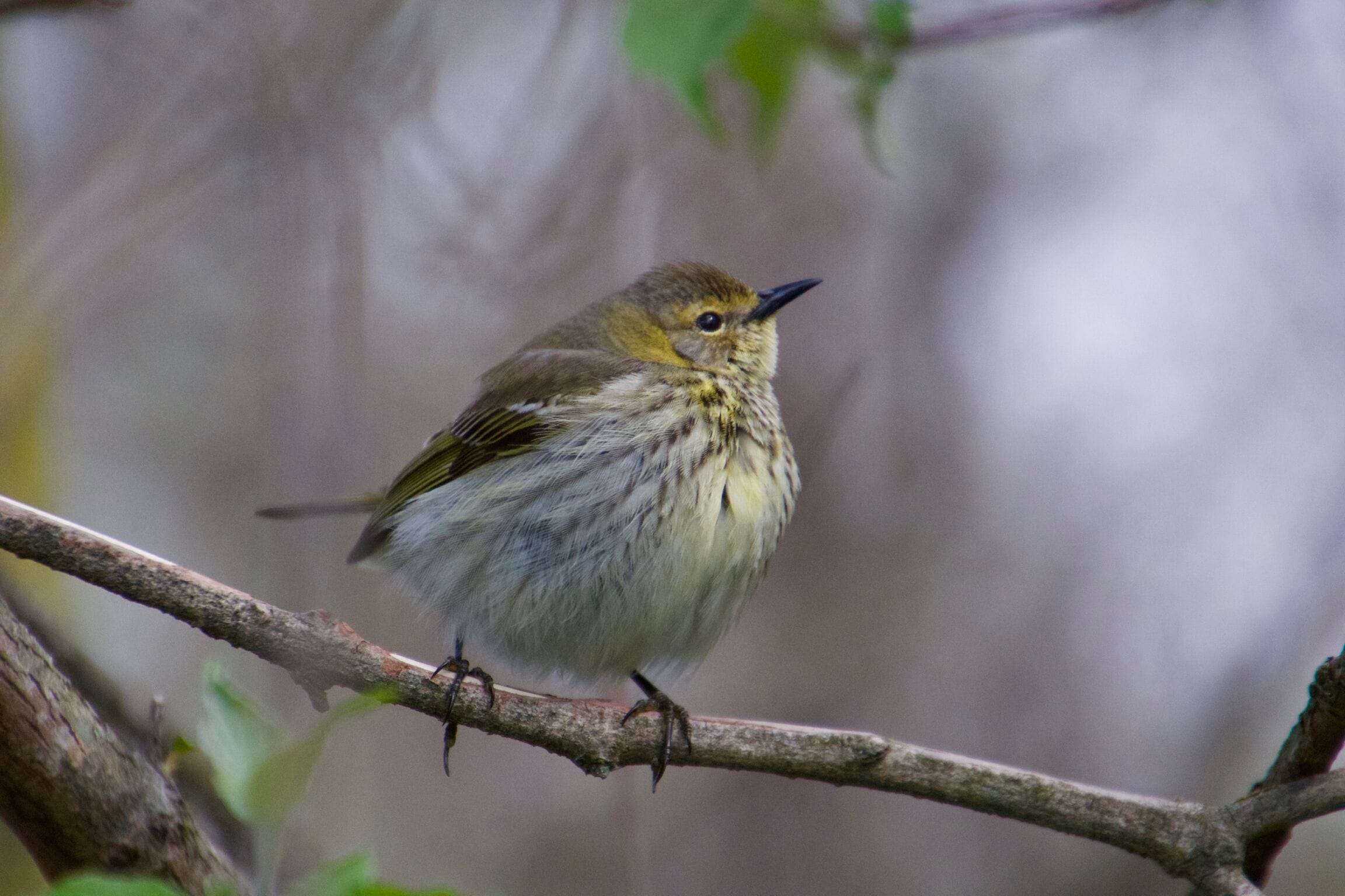 American Redstart warbler.