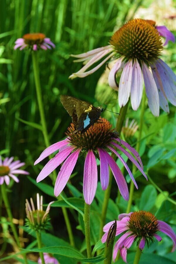 Cone flowers and butterflies😀