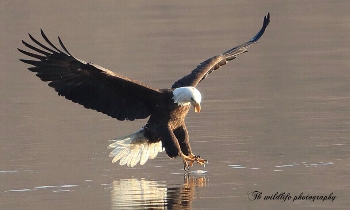 Every year bald eagles might Grayson to Conowingo dam between end of October to end of December , you can see hundreds of eagles fishing  and other action here. 