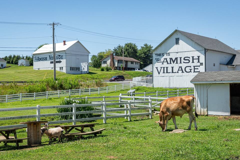 A rural landscape with a white barn labeled "The Amish Village," a fenced pasture, and a cow grazing.