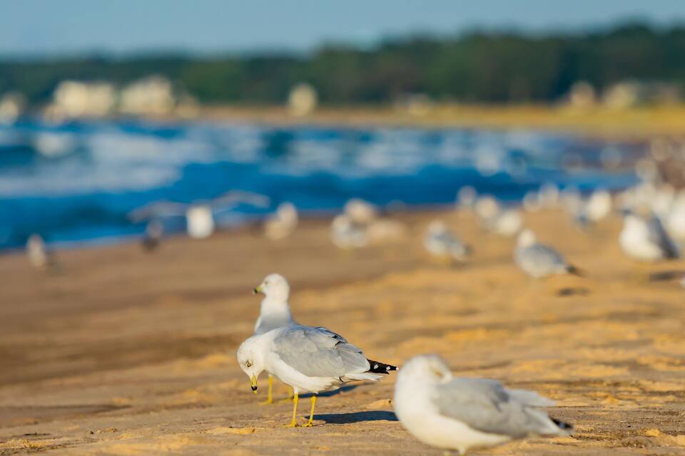 Uma praia de areia com gaivotas.