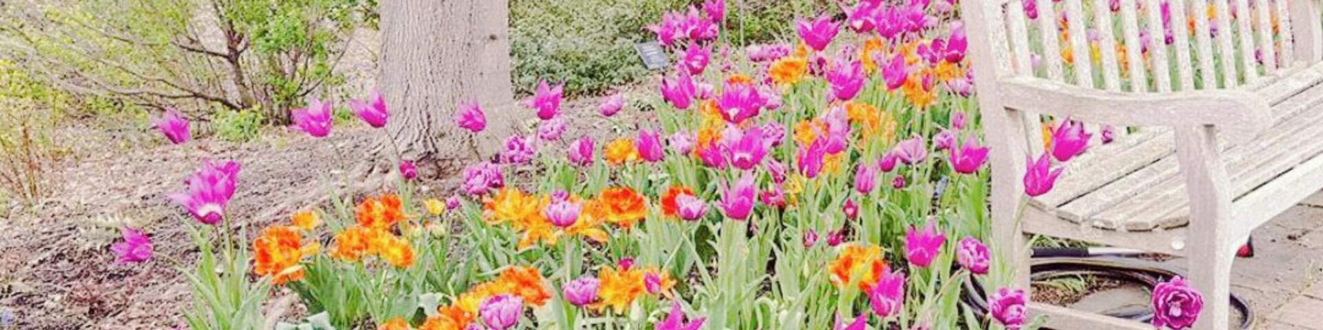 Um jardim com tulipas coloridas e um banco de madeira.