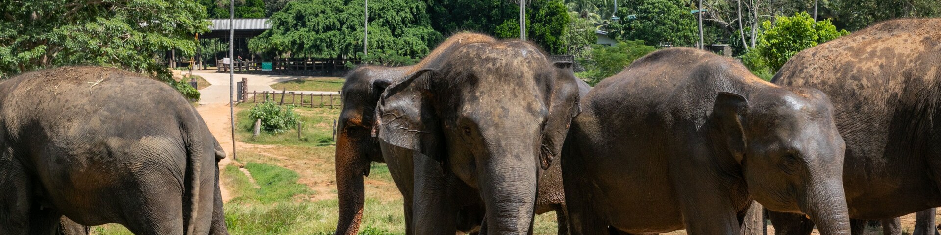 Pinnawela Elephant Orphanage which includes land animals, cuddly or friendly animals and zoo animals