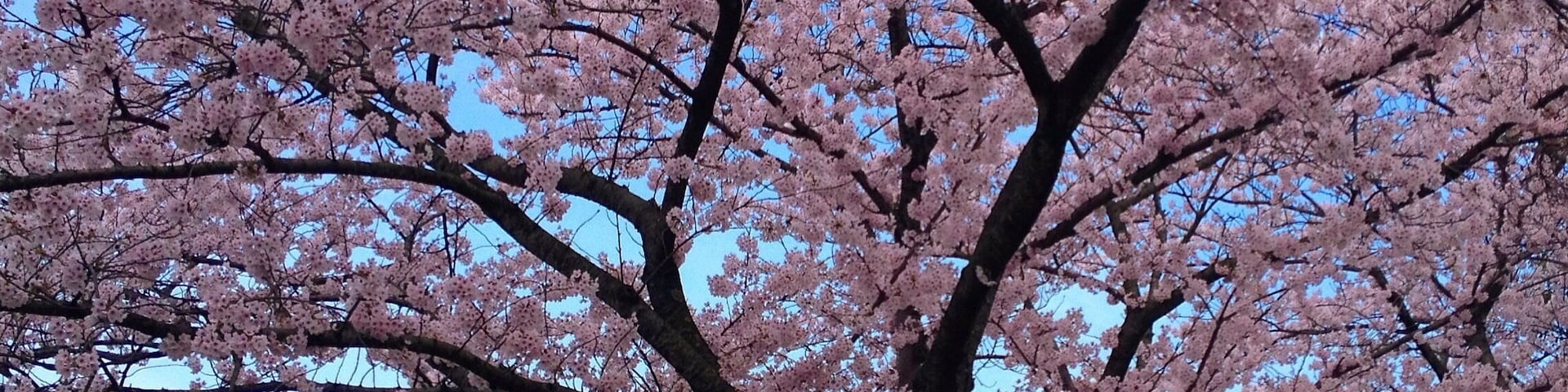 One of my favorite times of the year. Cherry blossoms on Jeju. 🌸#jeju #southkorea #jeju_korea #coreedusud #cherryblossom #flowers #spring#pink#islandlife#wanderlust #bbctravel #travelphotography #제주 #제주도 #travels#discoverkorea#itsyourturnkorea