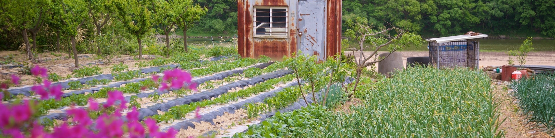Byeongsanseowon Confucian Academy which includes wildflowers and farmland
