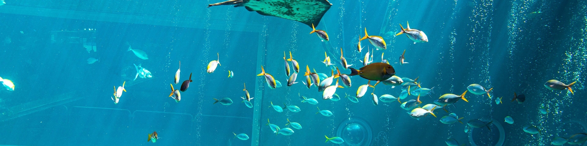 Hakone-en Aquarium which includes marine life