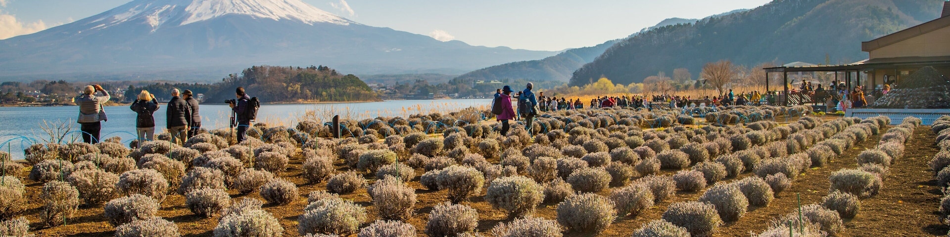 Um campo de lavanda, um lago e uma montanha ao fundo.