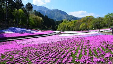 Um campo de flores rosa vibrantes com montanhas ao fundo.