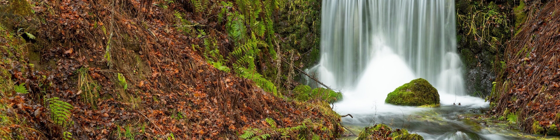 Shiraito Falls showing a waterfall, a river or creek and forests