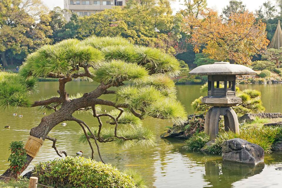 Um lago tranquilo com um pinheiro, um lampião de pedra e um edifício tradicional japonês ao fundo.