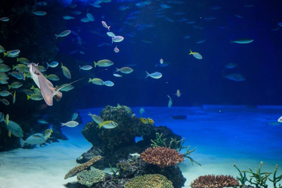 Um aquário com diversos peixes nadando ao redor de recifes de coral.