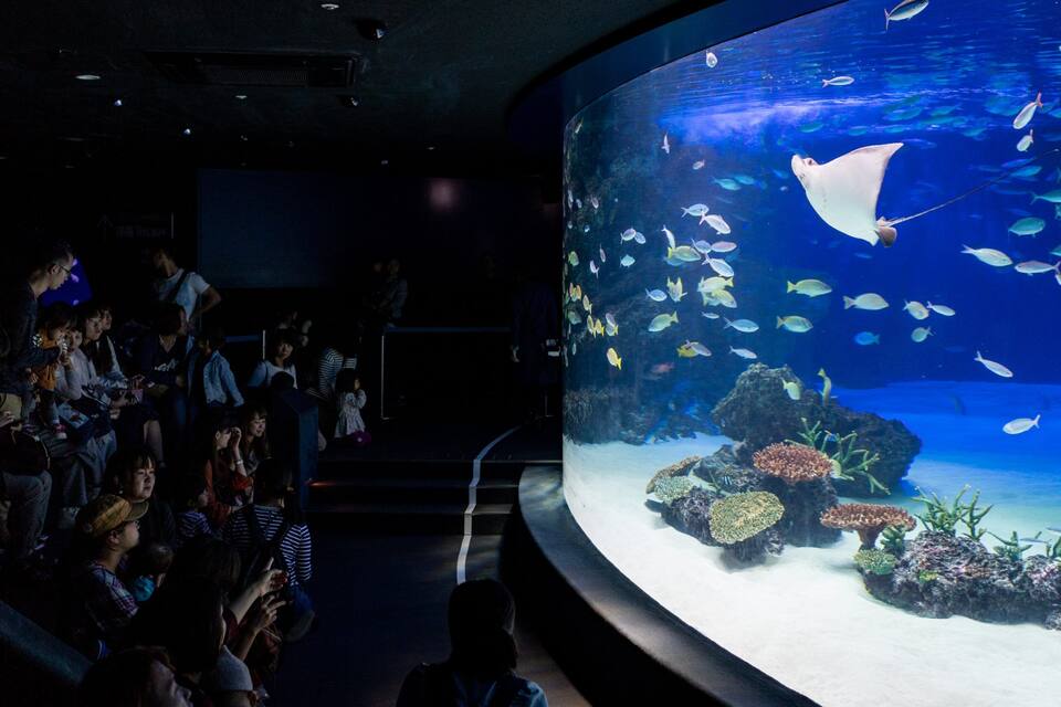 Um aquário com um tanque grande exibindo diversos peixes e corais.