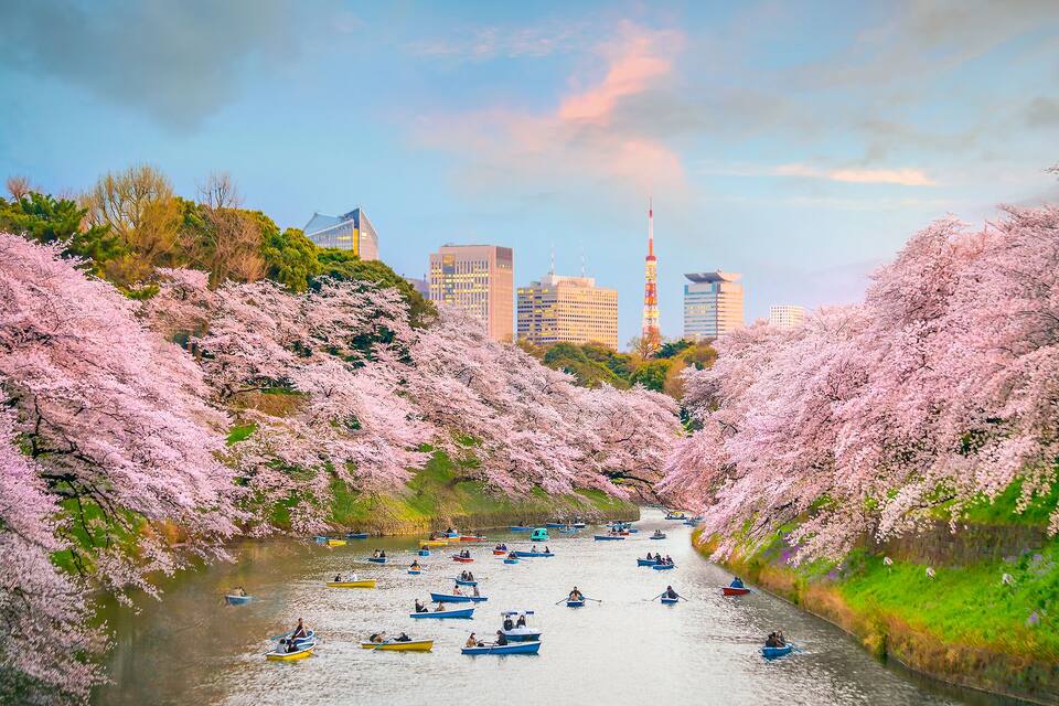 Um rio com barcos, flores de cerejeira e edifícios da cidade ao fundo.