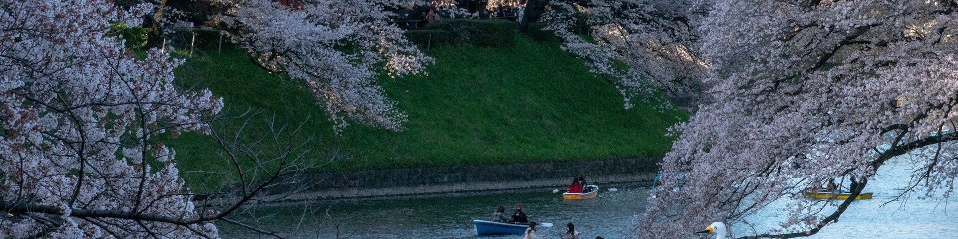 Um rio rodeado por cerejeiras em flor, com pessoas em pequenos barcos.