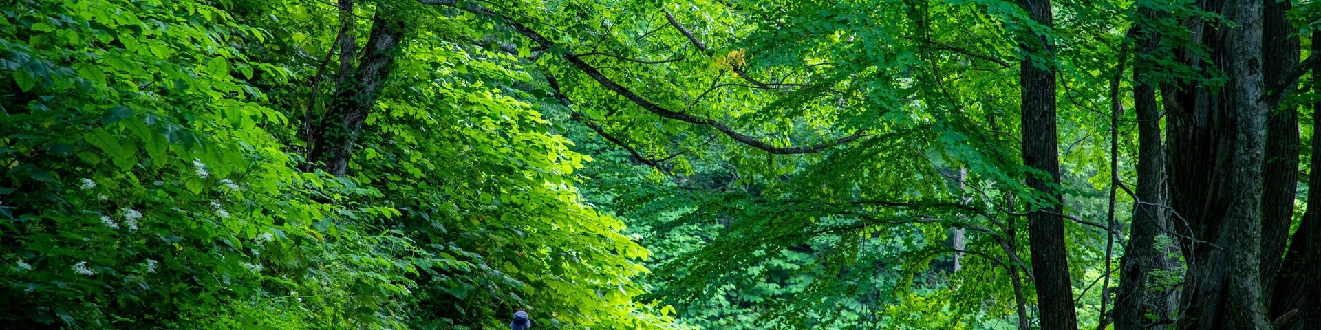 Tenninkyo Gorges featuring forest scenes and a garden as well as an individual male
