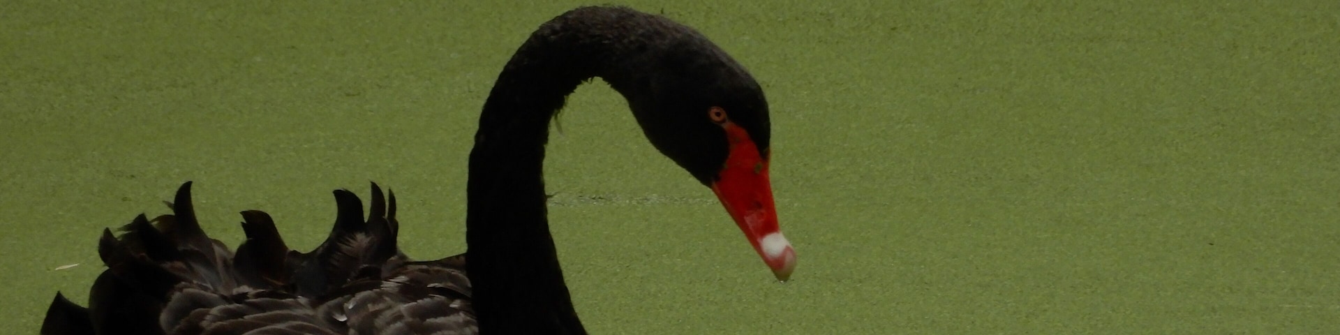When swans become this regal ! Love the colours at twin valley zoo !!!