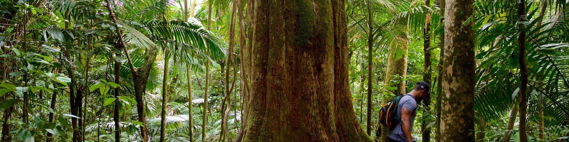 Big Tree Trail