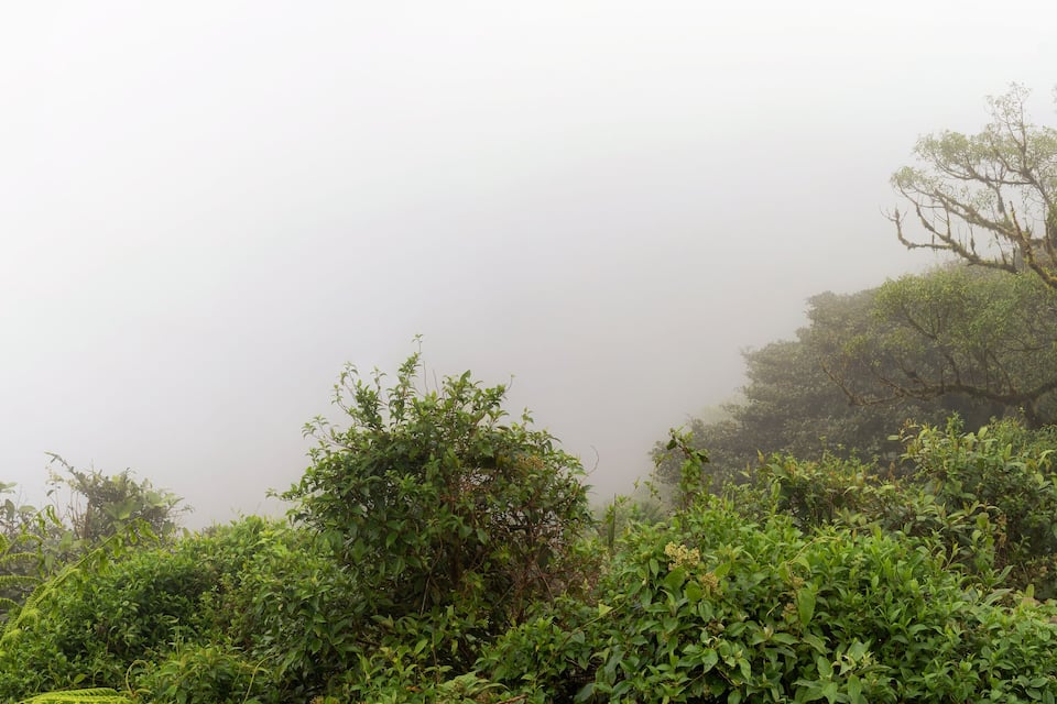 Uma floresta densa com diversas árvores e arbustos verdes.