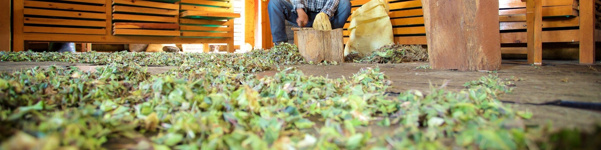 Mayan Medicine Museum showing interior views as well as an individual male