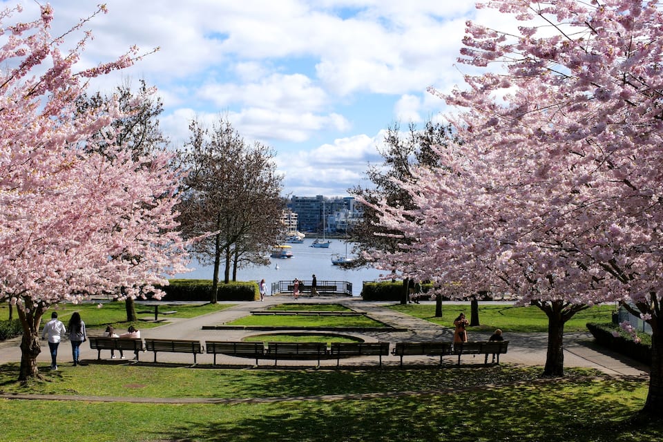 Um parque com cerejeiras em flor, um lago e barcos ao fundo.
