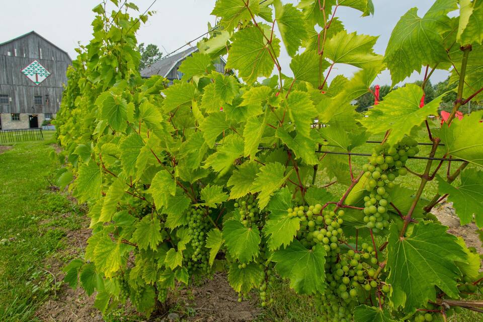 Vinhedo com cachos de uvas verdes e um celeiro ao fundo.