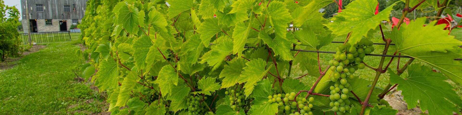 County Cider Company featuring farmland